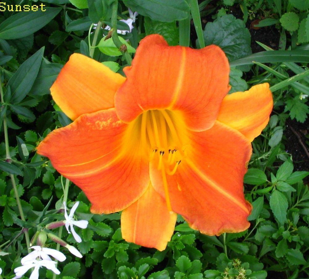 Daylily (Hemerocallis 'Bright Sunset') in the Daylilies Database ...