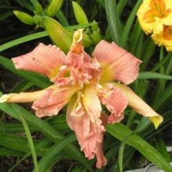 Daylily (Hemerocallis 'Tickle My Fancy') in the Daylilies Database - Garden.org