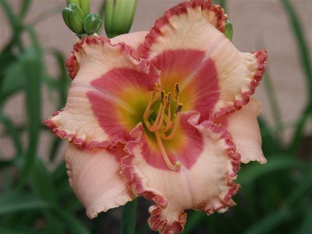 Photo of the bloom of Daylily (Hemerocallis 'Valentine Darling') posted ...