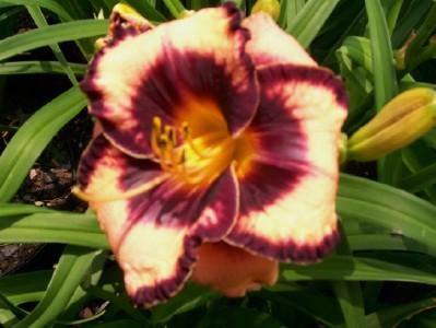 Photo of the bloom of Daylily (Hemerocallis 'Adamas') posted by hementia - Garden.org