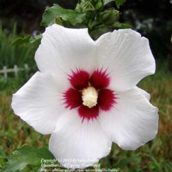 Dwarf Rose of Sharon (Hibiscus syriacus Lil Kim™) in the Roses of ...