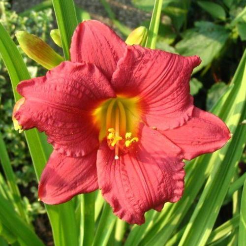 Daylily (Hemerocallis 'Cranberry Baby') in the Daylilies Database ...