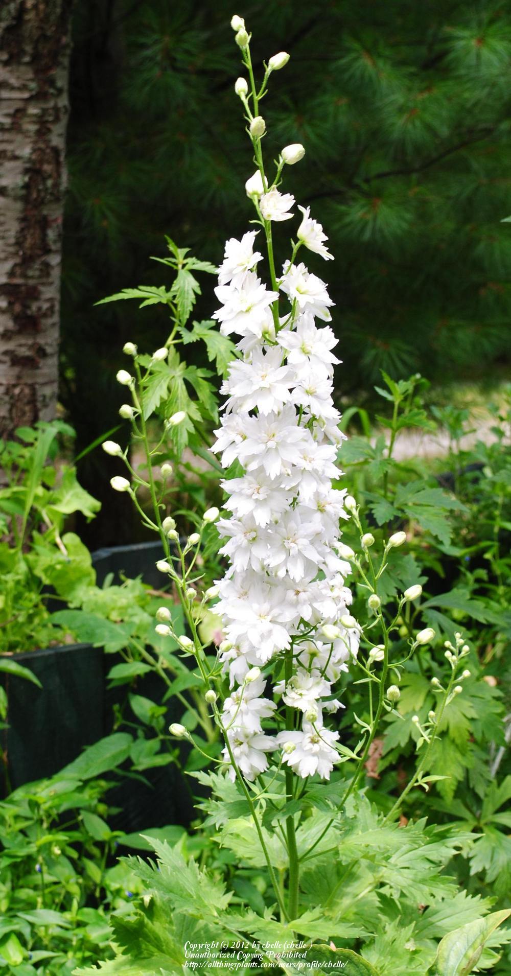 Photo of the bloom of Hybrid Bee Delphinium (Delphinium elatum New ...