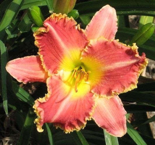 Daylily (Hemerocallis 'Strawberry Ruffles') in the Daylilies Database ...