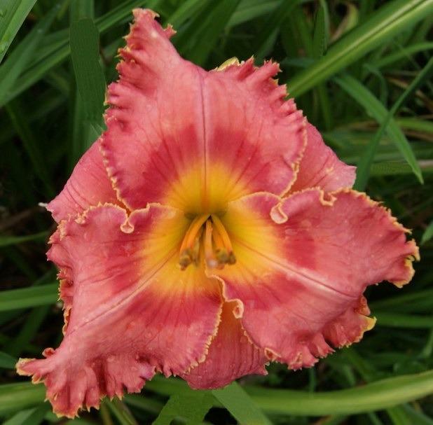 Daylily (Hemerocallis 'Amazing Strawberry Fields') in the Daylilies Database - Garden.org