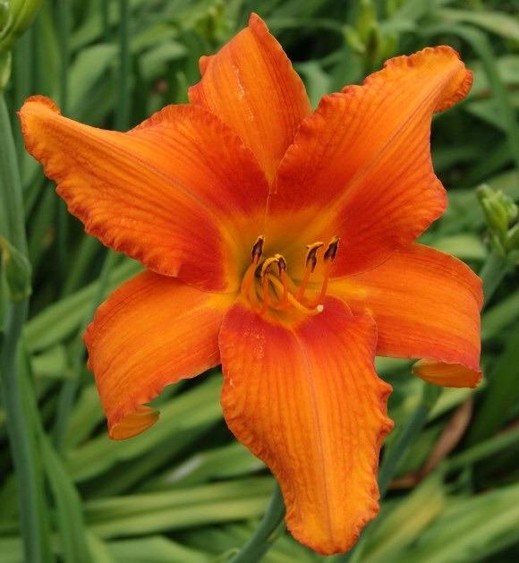 Daylily (Hemerocallis 'Chinese Fire Drill') in the Daylilies Database ...