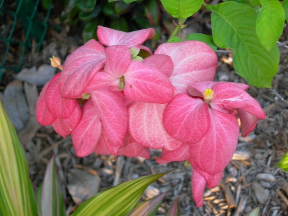 Photo of the bloom of Tropical Dogwood (Mussaenda philippica) posted by ...