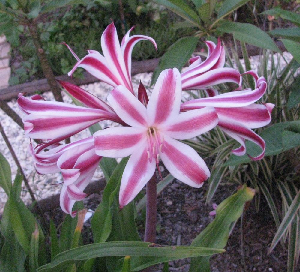 Photo of the bloom of Crinum Lily (Crinum 'Stars and Stripes') posted ...