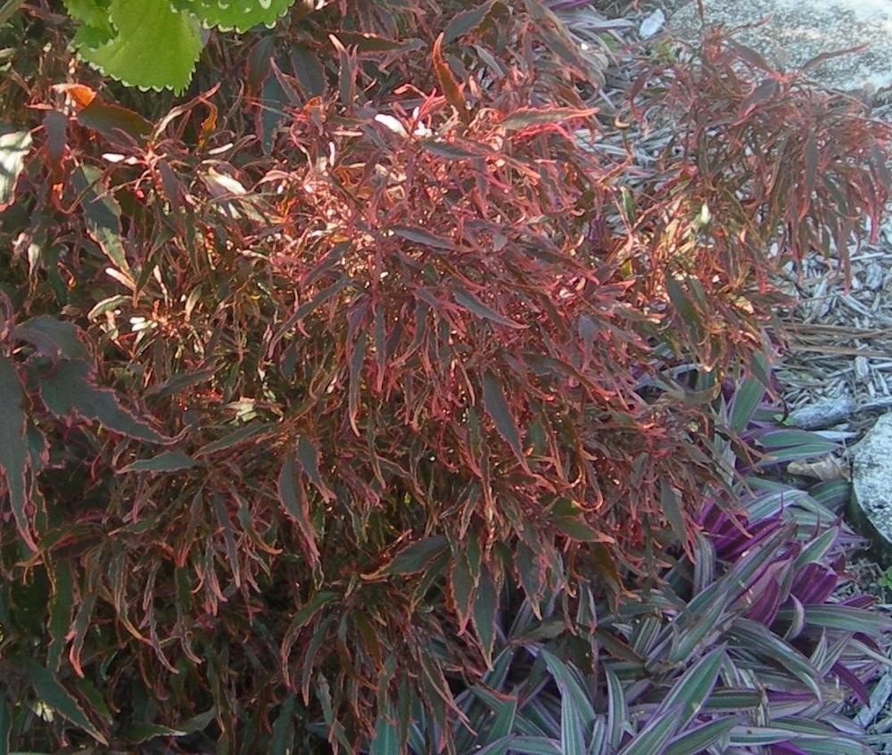 Photo of the entire plant of Copper Leaf (Acalypha wilkesiana 'Cypress ...