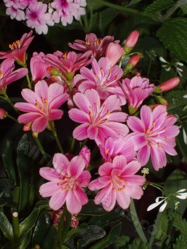 Photo of the bloom of Lewisia (Lewisia cotyledon) posted by Joy ...