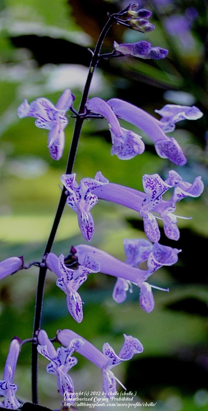 Photo of the bloom of Spur Flower (Plectranthus Mona Lavender) posted ...