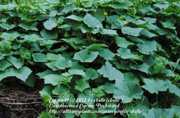 Cucumbers: Plant Care and Collection of Varieties - Garden.org
