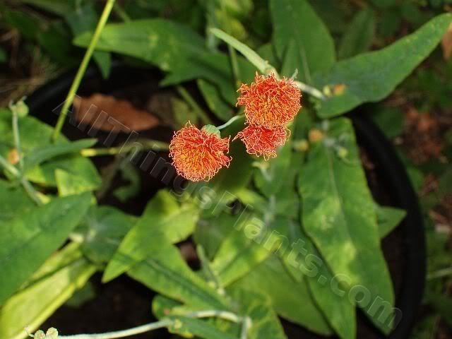 Photo of the entire plant of Florida Tassel Flower (Emilia fosbergii ...