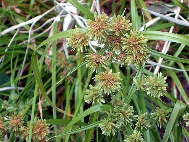 Photo of the entire plant of Umbrella Sedge (Cyperus eragrostis) posted ...