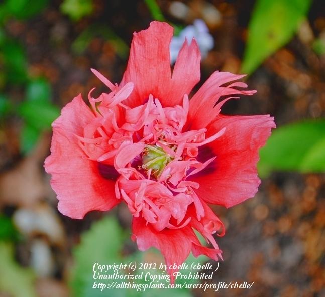 Opium Poppy (Papaver somniferum 'Pepperbox') in the Poppies Database ...