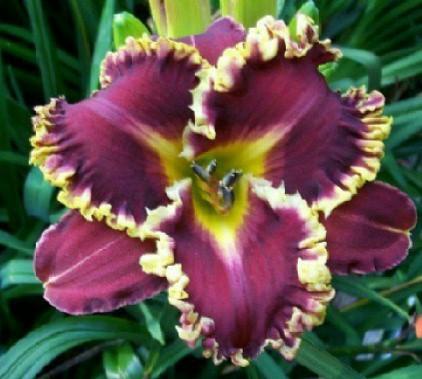 Daylily (Hemerocallis 'Jamie Girl') in the Daylilies Database - Garden.org