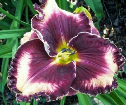 Daylily (Hemerocallis 'Bold Force') in the Daylilies Database - Garden.org