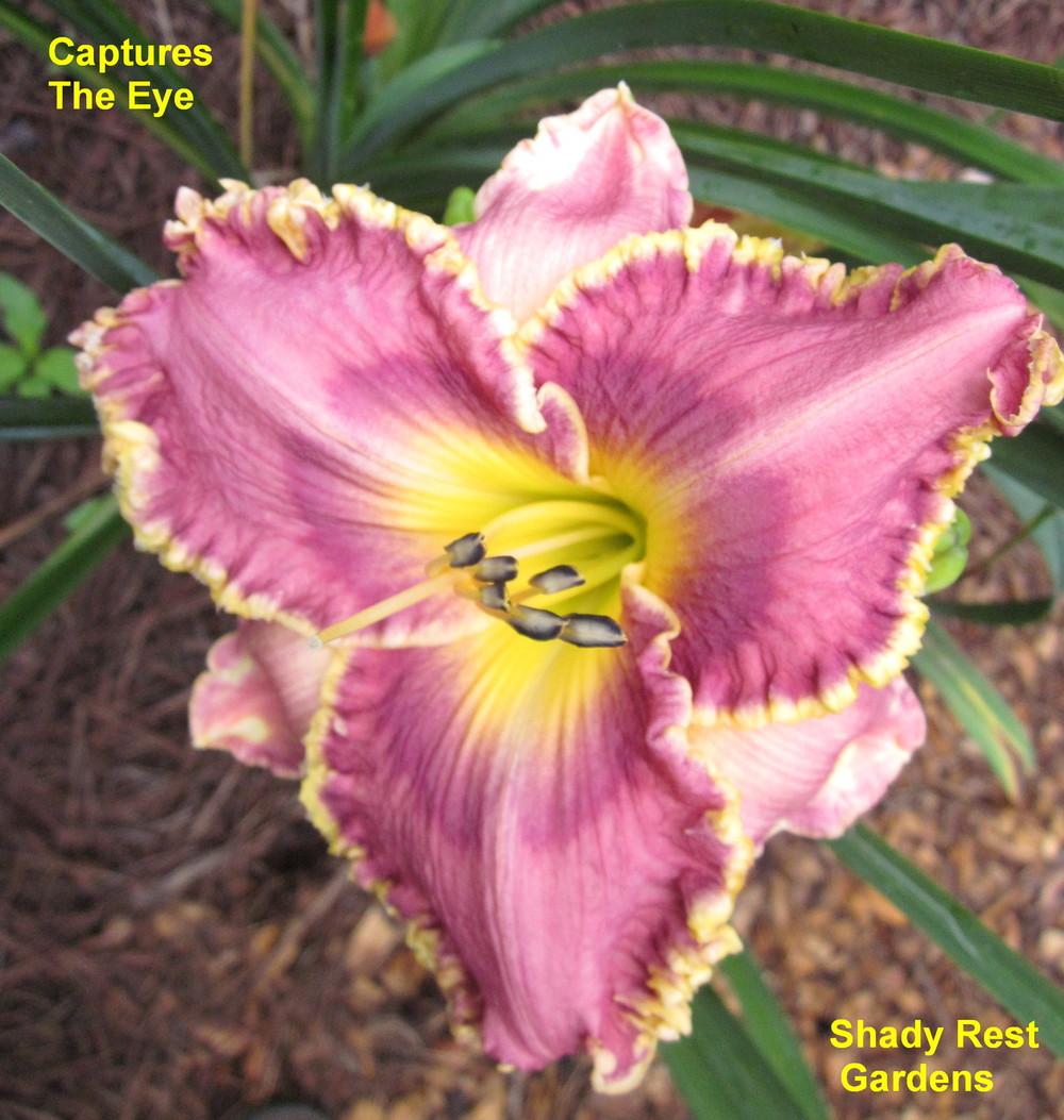 Daylily (Hemerocallis 'Captures the Eye') in the Daylilies Database - Garden.org