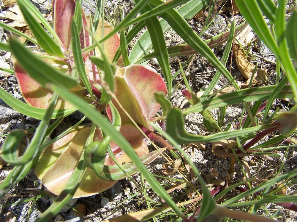 Photo of the seed pods or heads of Missouri Evening Primrose (Oenothera ...