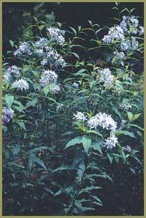 Photo of the bloom of Willow Amsonia (Amsonia tabernaemontana) posted ...