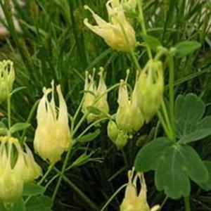 Dwarf Yellow Columbine (Aquilegia canadensis 'Corbett') in the ...