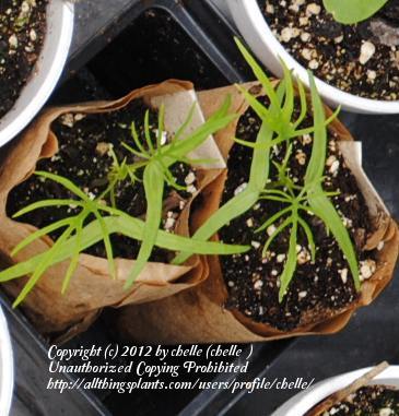 Photo of the seedling or young plant of Cardinal Climber (Ipomoea x ...