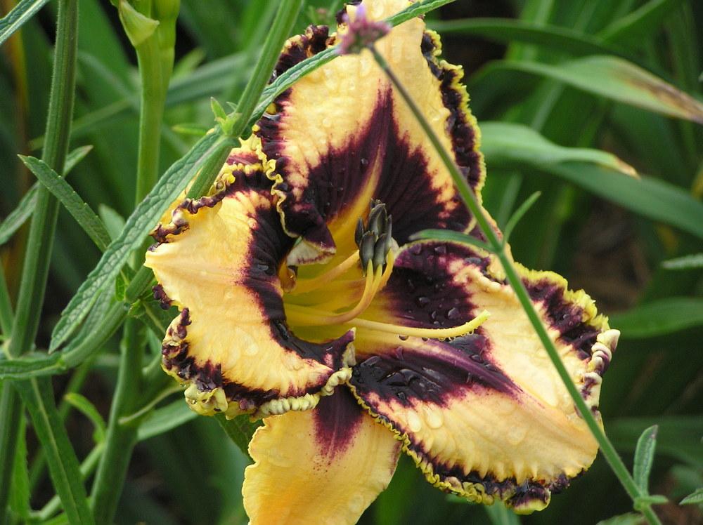 Daylily (Hemerocallis 'Indian Feathers') in the Daylilies Database - Garden.org