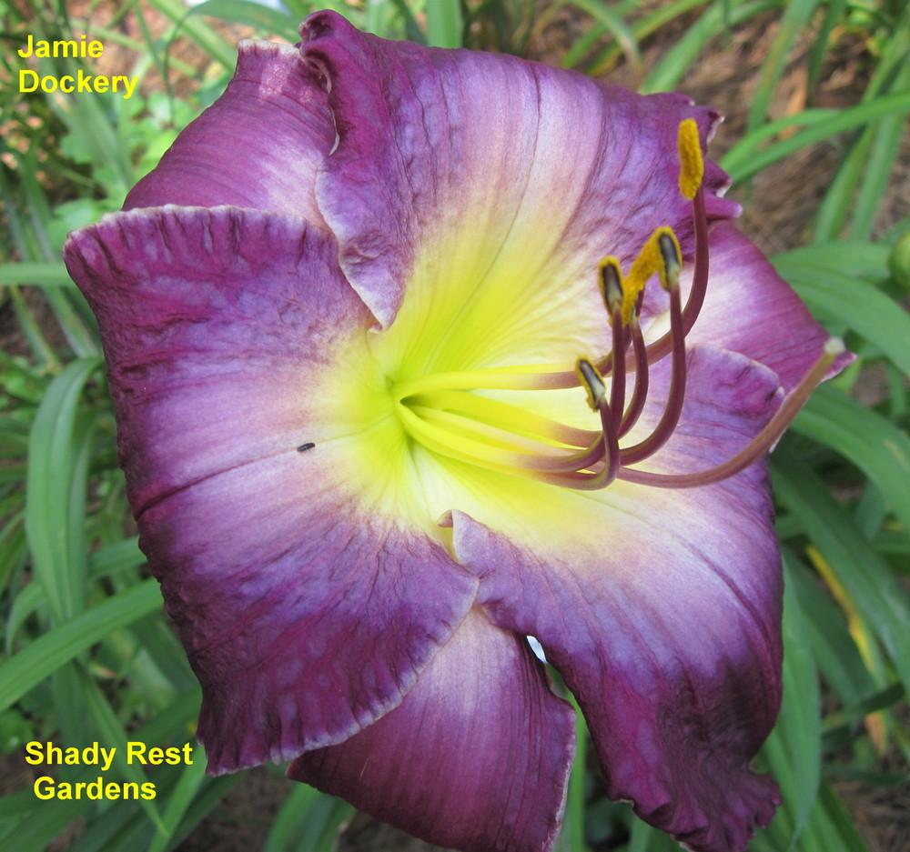 Photo of the bloom of Daylily (Hemerocallis 'Jamie Dockery') posted by ...