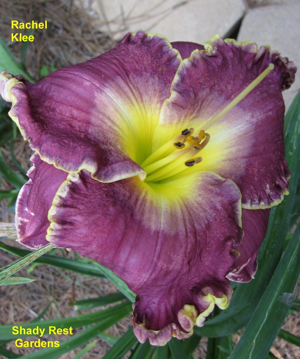 Daylily (Hemerocallis 'Rachel Klee') in the Daylilies Database - Garden.org