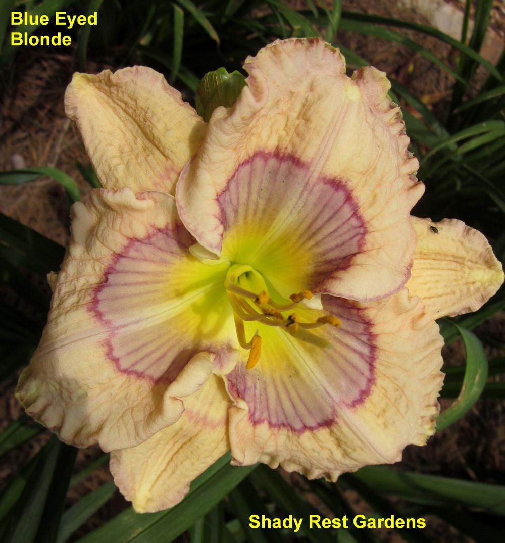Daylily (Hemerocallis 'Blue Eyed Blonde') in the Daylilies Database ...