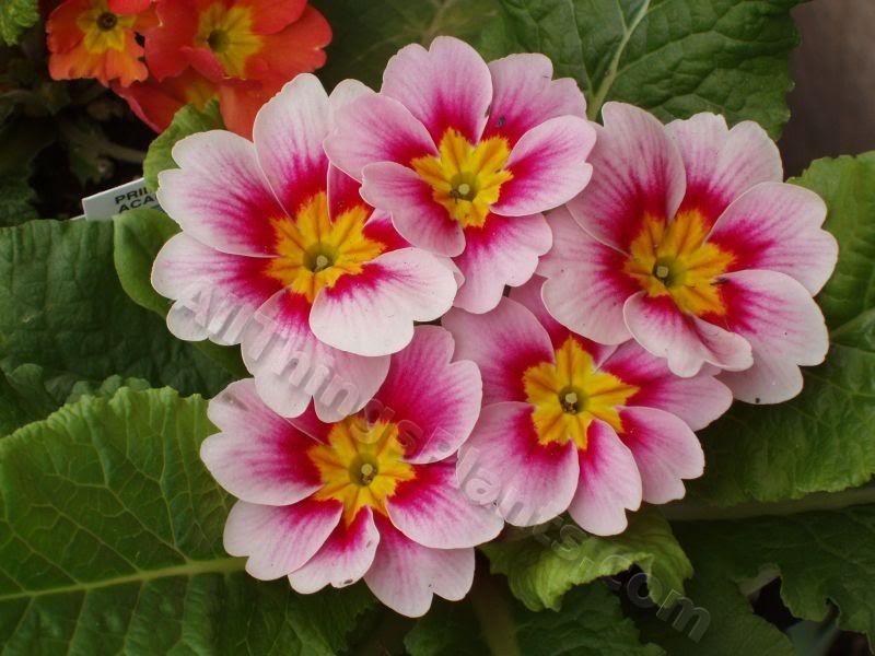 English Primrose (Primula vulgaris subsp. vulgaris) in the Primroses ...