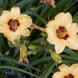 Daylily (Hemerocallis 'Siloam June Bug') in the Daylilies Database ...