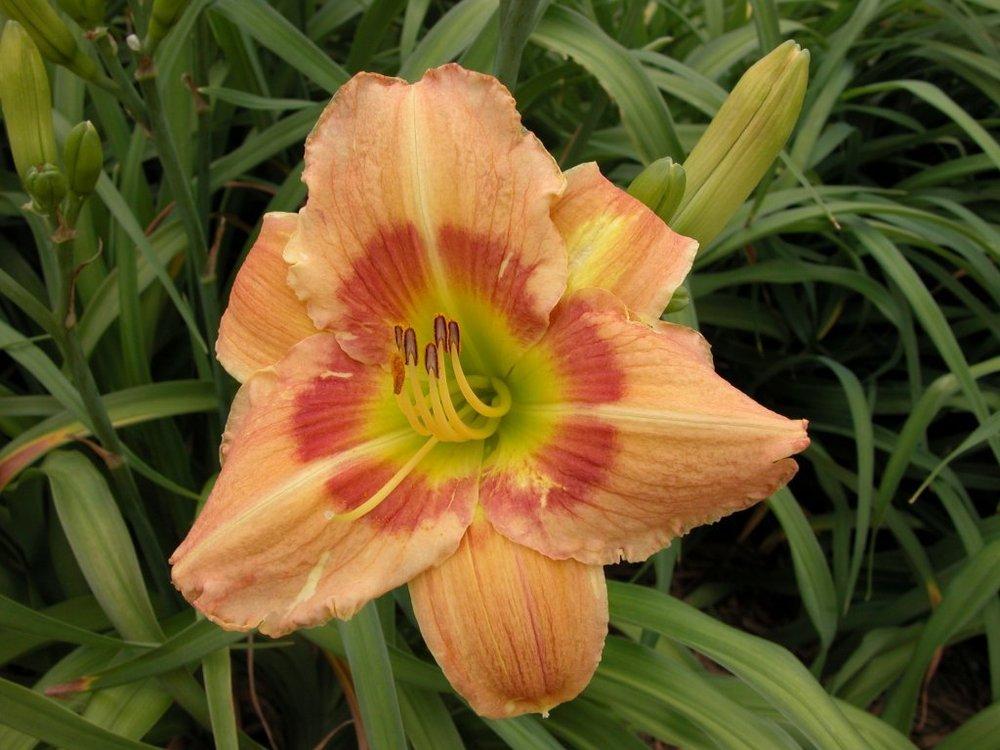 Daylily (Hemerocallis 'War Paint') in the Daylilies Database - Garden.org