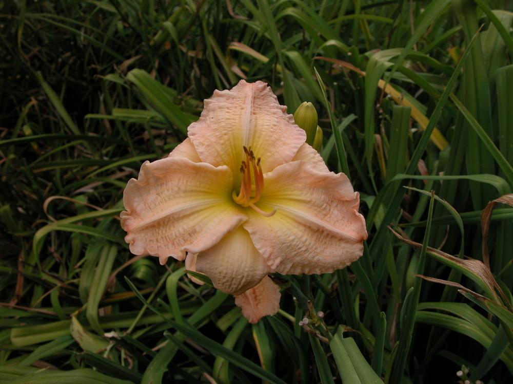 Daylily (Hemerocallis 'Ruth Brown') in the Daylilies Database - Garden.org