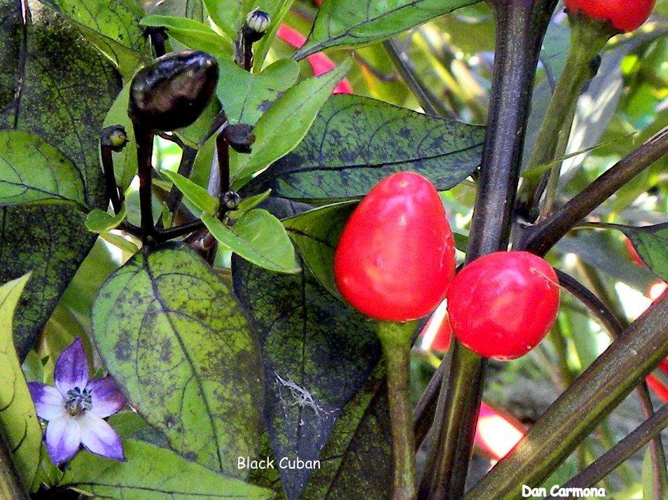 Ornamental Pepper (Capsicum annuum 'Black Cuban') in the Peppers ...