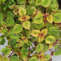 All About Coleus - Garden.org