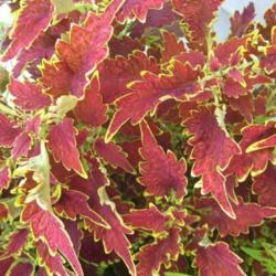 All About Coleus - Garden.org