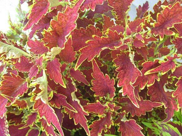 All About Coleus - Garden.org