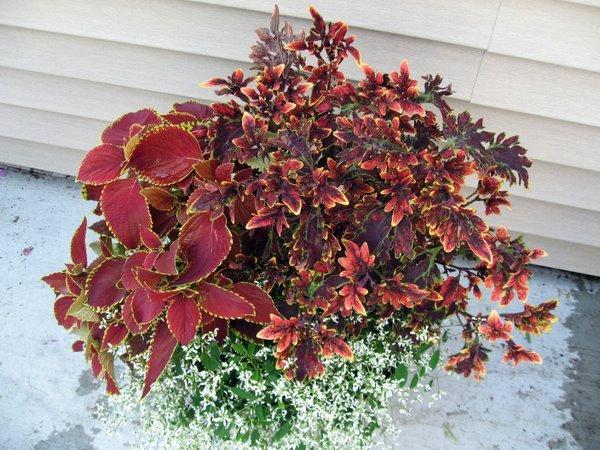 All About Coleus - Garden.org