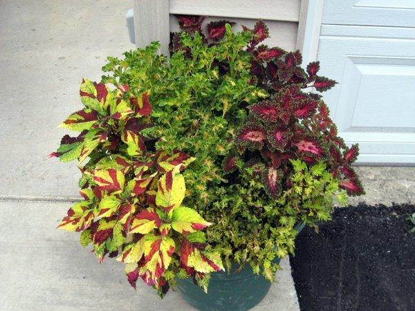 All About Coleus - Garden.org