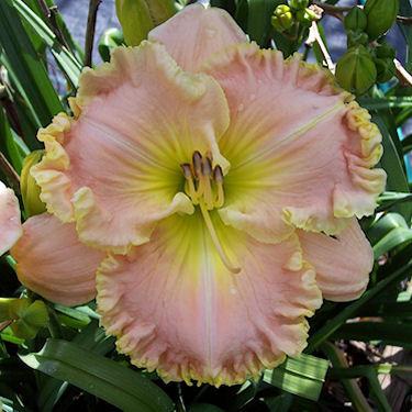Daylily (Hemerocallis 'Flying Frisbee') in the Daylilies Database ...