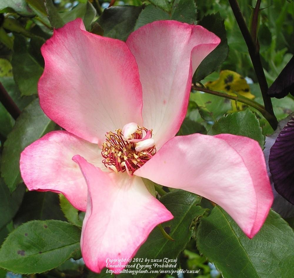Rose (Rosa 'Windmill') in the Roses Database - Garden.org