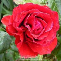 Rose (Rosa 'Ole') in the Roses Database - Garden.org