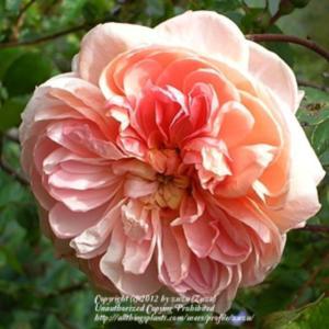 Rose (Rosa 'Colette') in the Roses Database - Garden.org