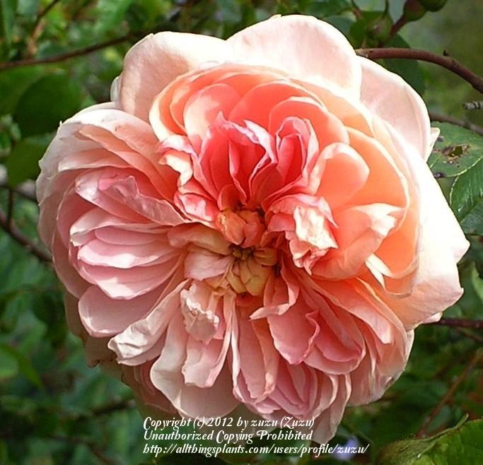 Rose (Rosa 'Colette') in the Roses Database - Garden.org