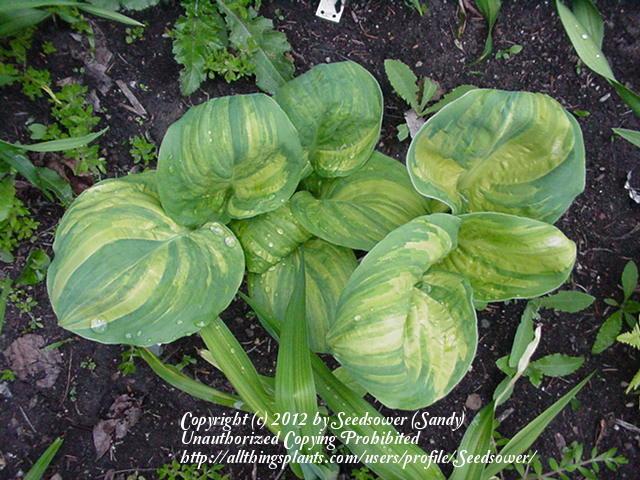 Photo of the entire plant of Hosta 'Galaxy' posted by Seedsower ...