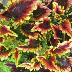 All About Coleus - Garden.org