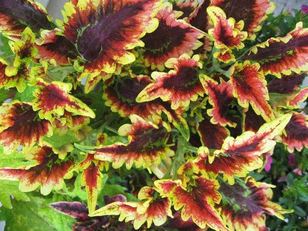 All About Coleus - Garden.org