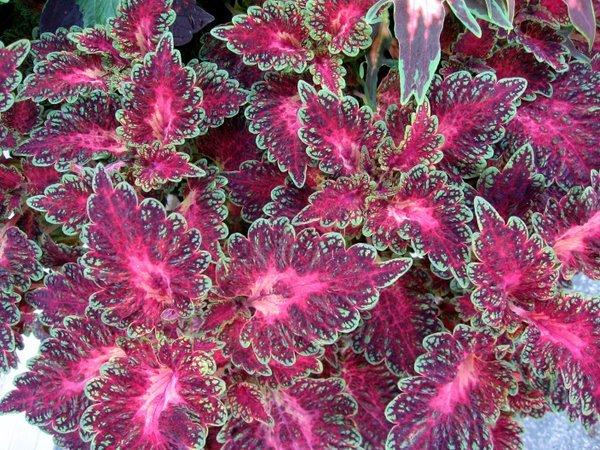 All About Coleus - Garden.org