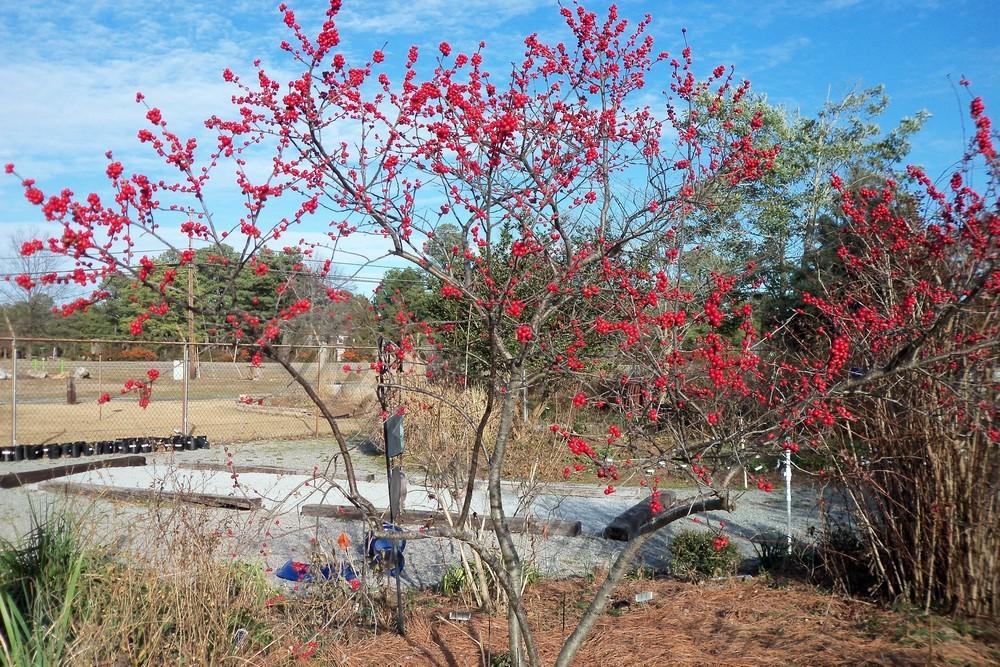 Photo of the entire plant of Winterberry Holly (Ilex verticillata ...